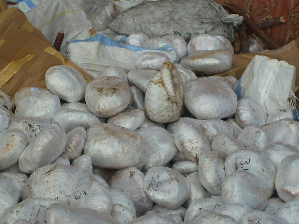 The Most Trafficked Mammal You ve Never Heard Of CNN