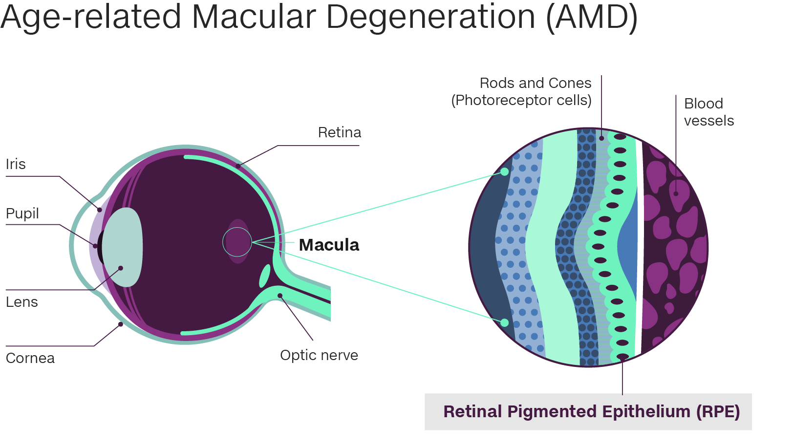 Miracle cells could cure blindness | The Carroll Center for the Blind