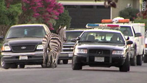 Zebras in custody after fleeing from home - CNN.com