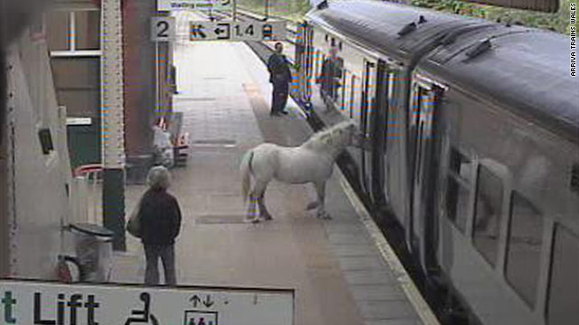 Welfare staff on trail of horse that tried to board train - CNN.com