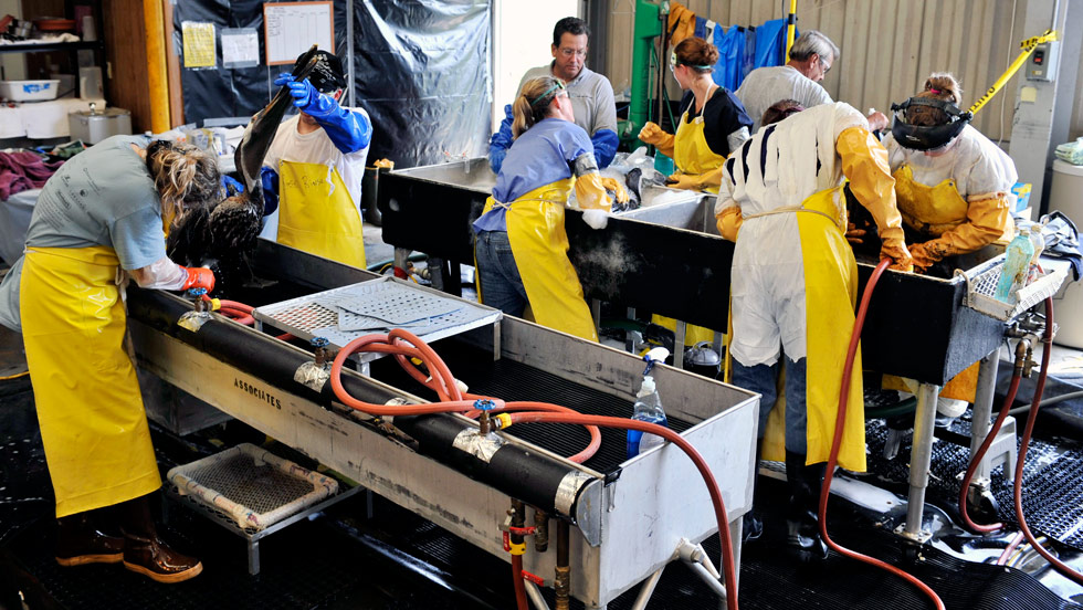 Gulf Coast oil disaster: Photos