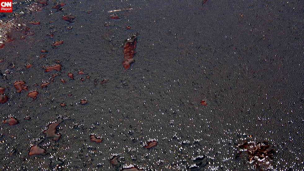 Gulf Coast oil disaster: Photos