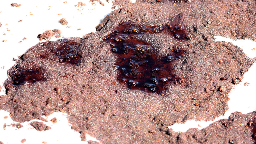 Gulf Coast oil disaster: Photos