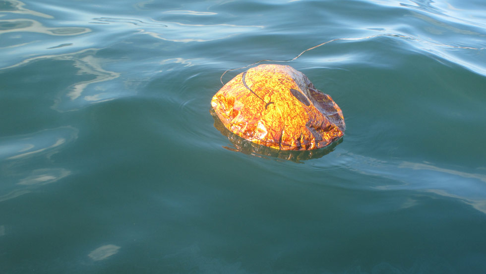 Gulf Coast oil spill: Photos