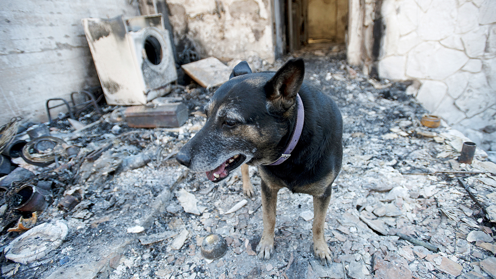 Israeli wildfire: Photos
