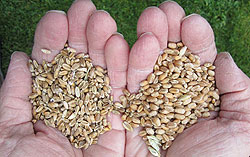 Human misery behind high food prices