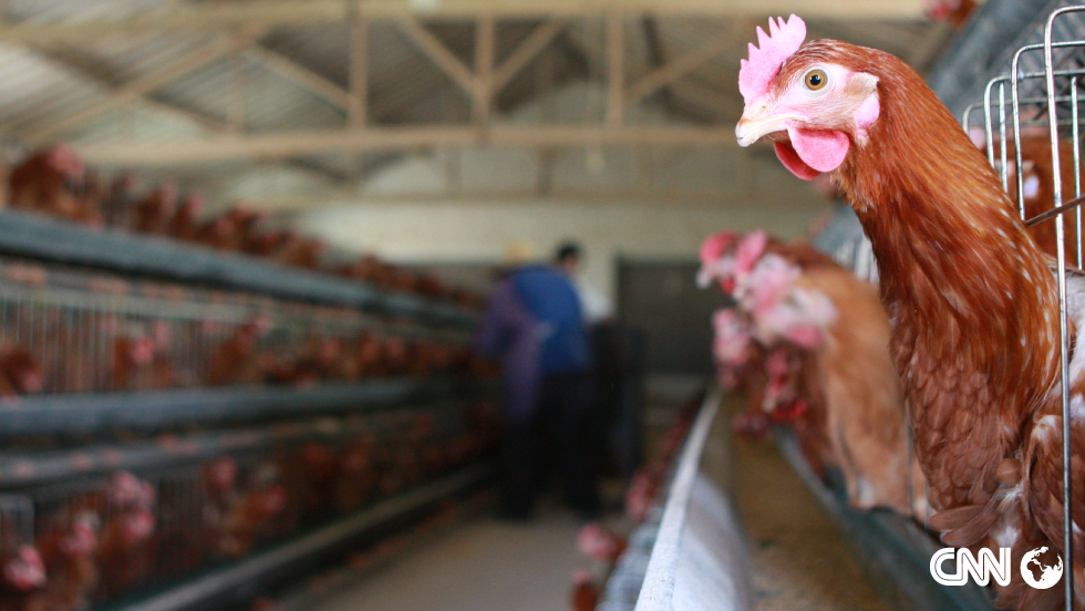 What is Avian Influenza?